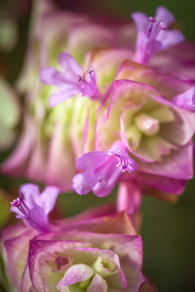Website/Plants/1611777346/Images/Gallery/o_bellissimo_13.0.jpg