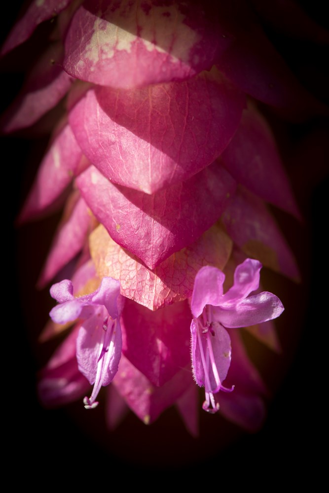 Website/Plants/1611777346/Images/Gallery/o_bellissimo_19.0.jpg