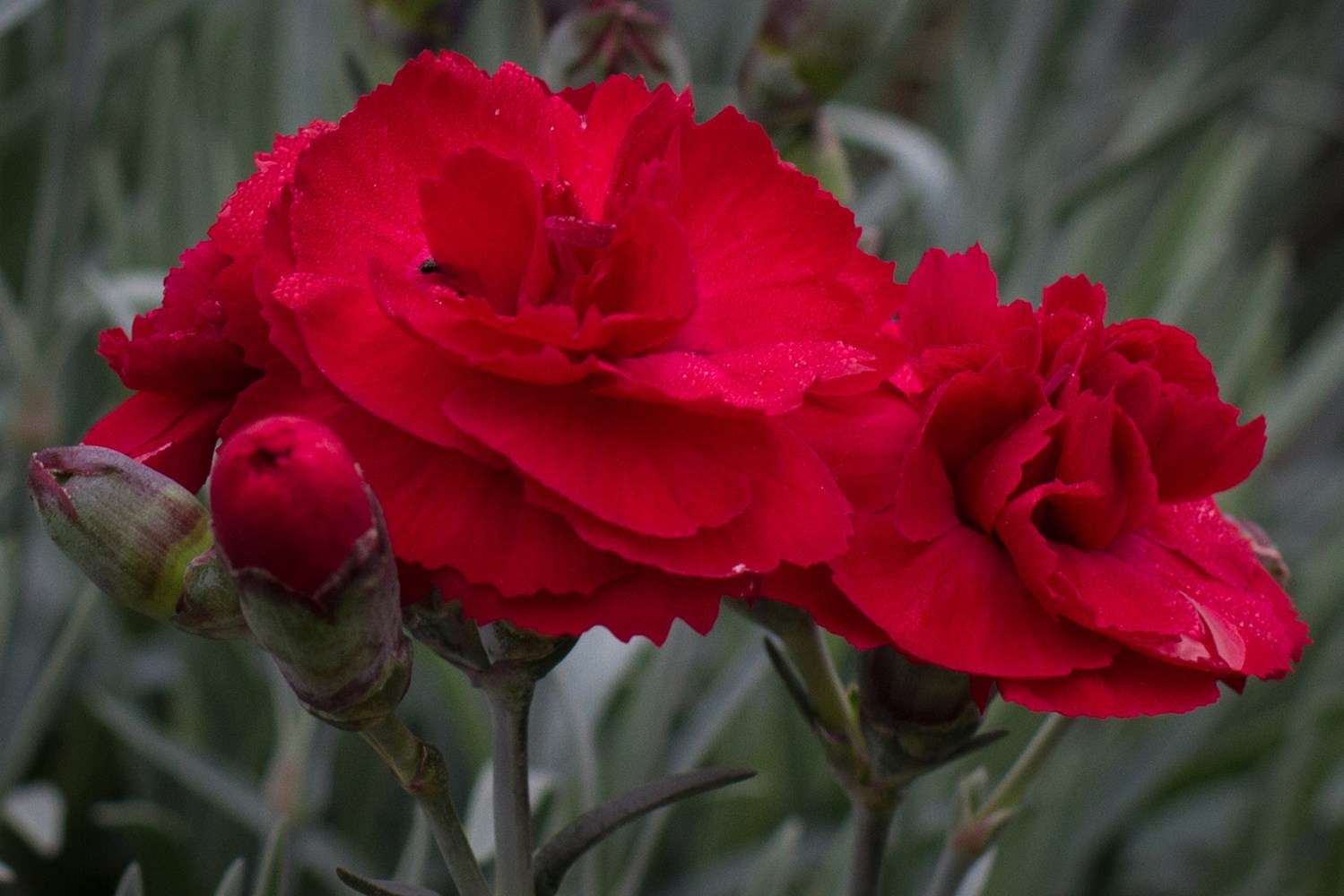 Website/Plants/1622088354/Images/Gallery/d_rebekah_03.0.jpg