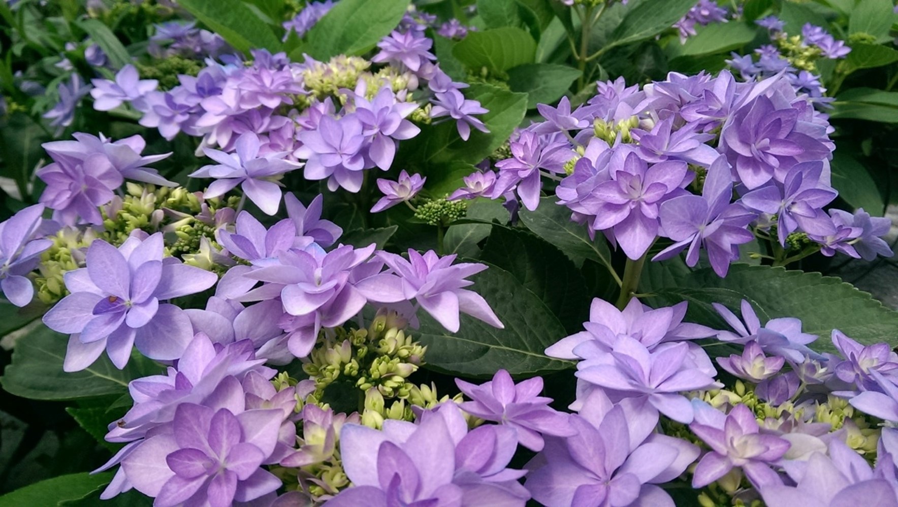 Website/Plants/170/Images/Gallery/h_romance_02.0.jpg