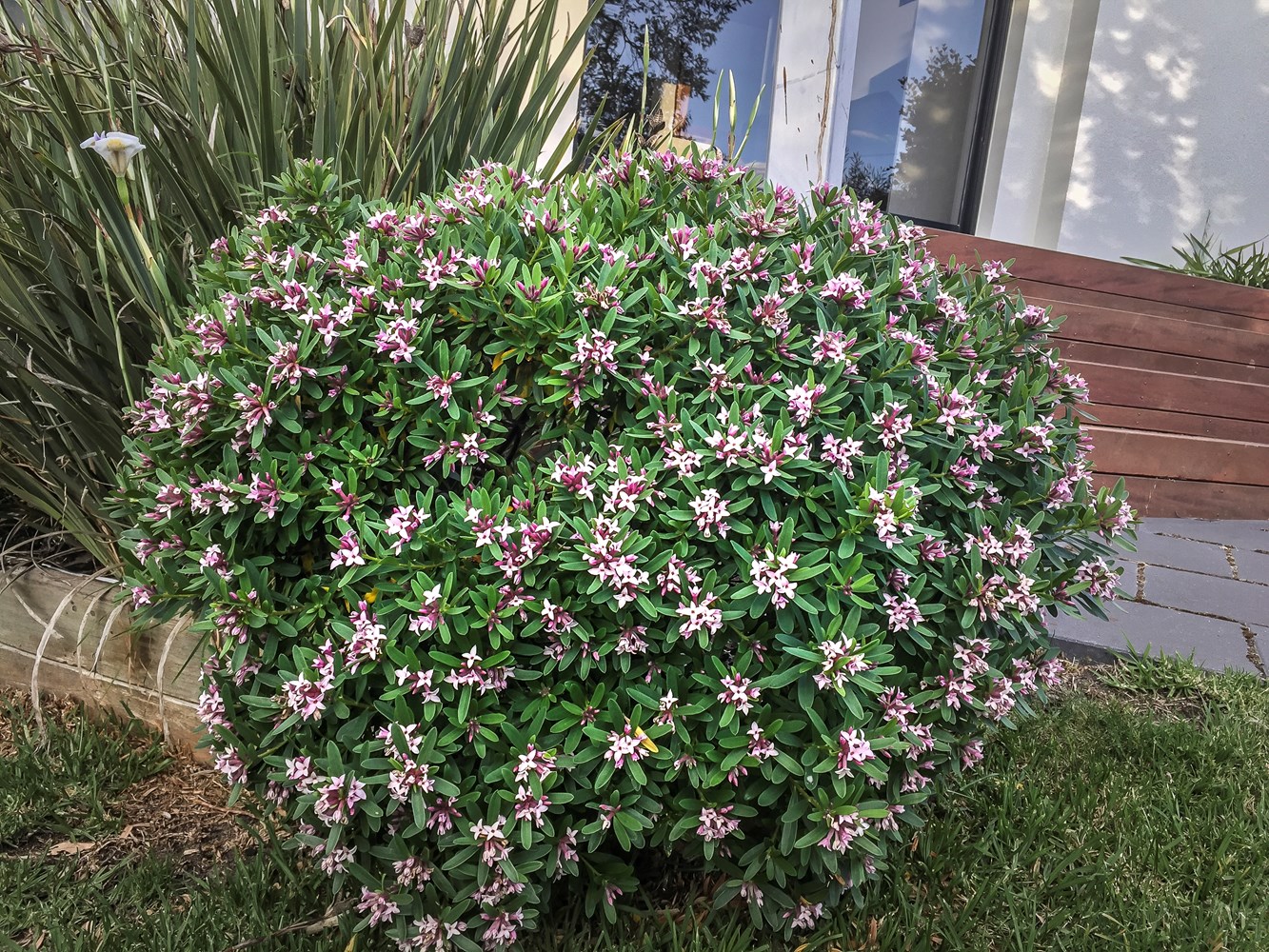 Website/Plants/1719351941/Images/Gallery/D.Spring Pink-1.0.jpg