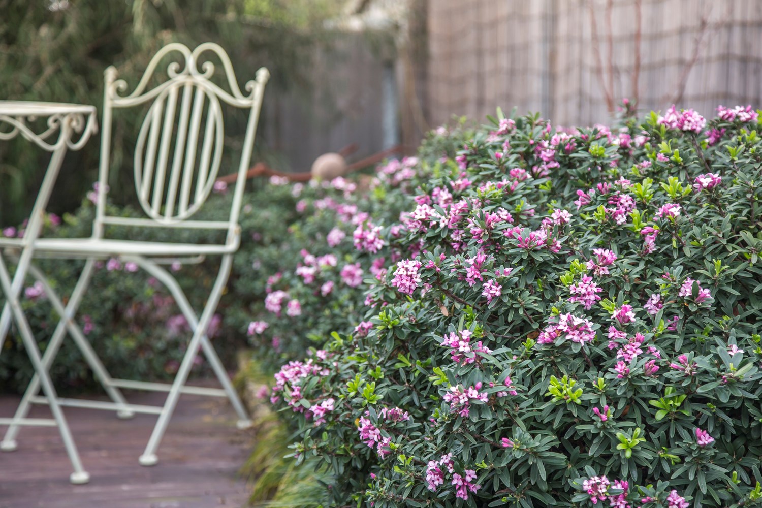 Website/Plants/1719351941/Images/Gallery/d_springpink_13.0.jpg