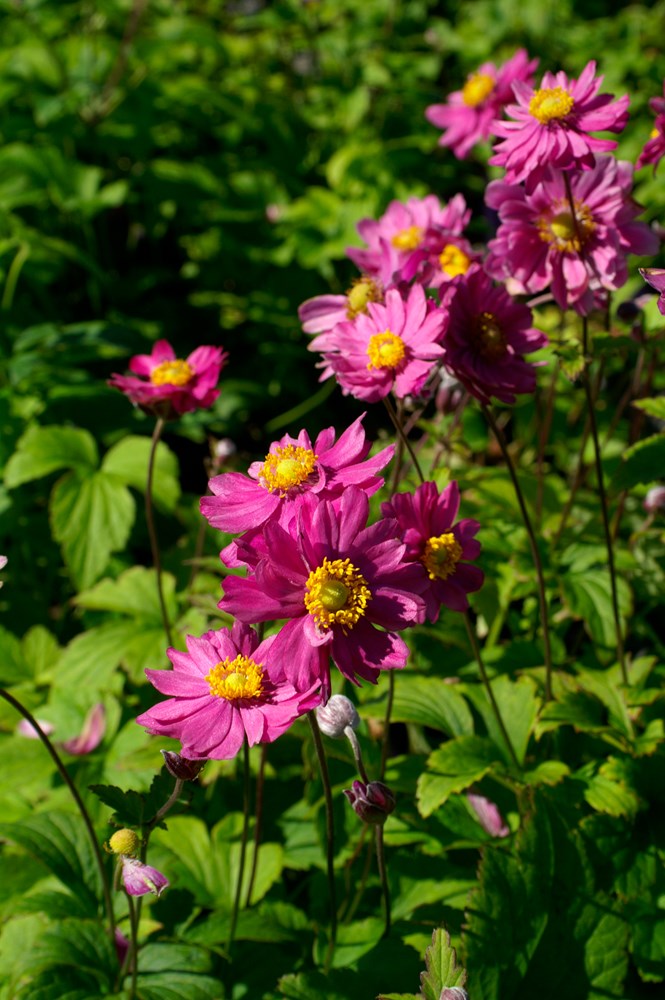 Website/Plants/2144398643/Images/Gallery/a_pamina_01.0.jpg