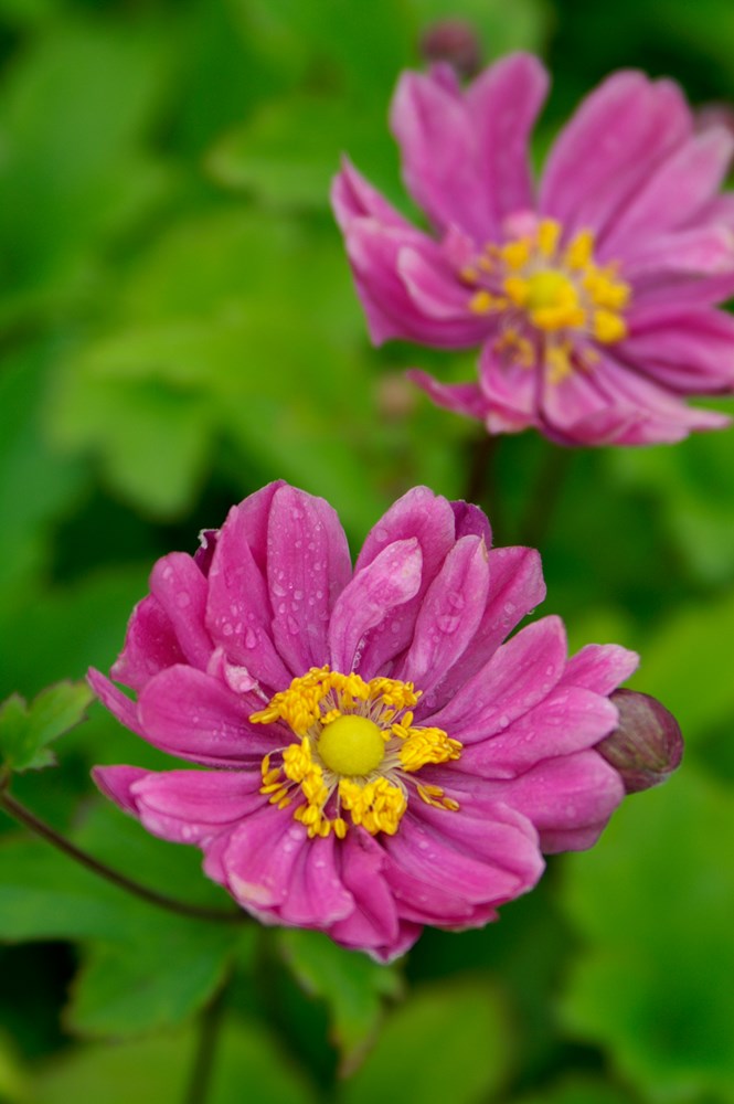 Website/Plants/2144398643/Images/Gallery/a_pamina_02.0.jpg