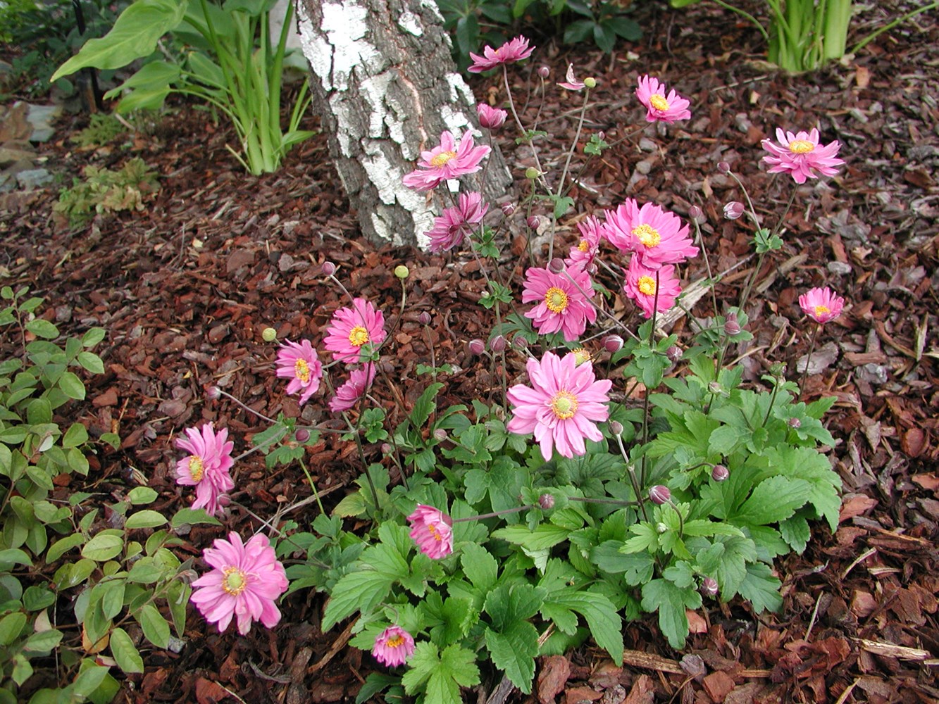 Website/Plants/2144398643/Images/Gallery/a_pamina_03.0.jpg