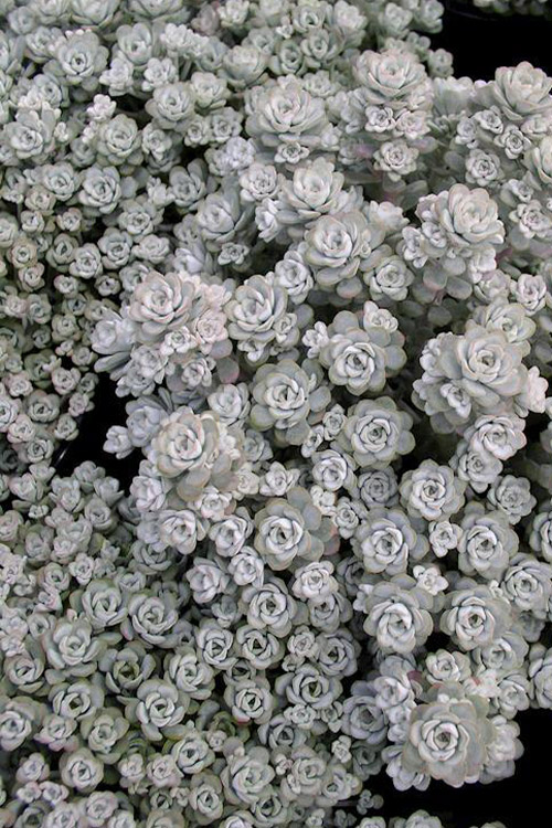 Website/Plants/2144398725/Images/s_silver_blob_gallery02.0.jpg