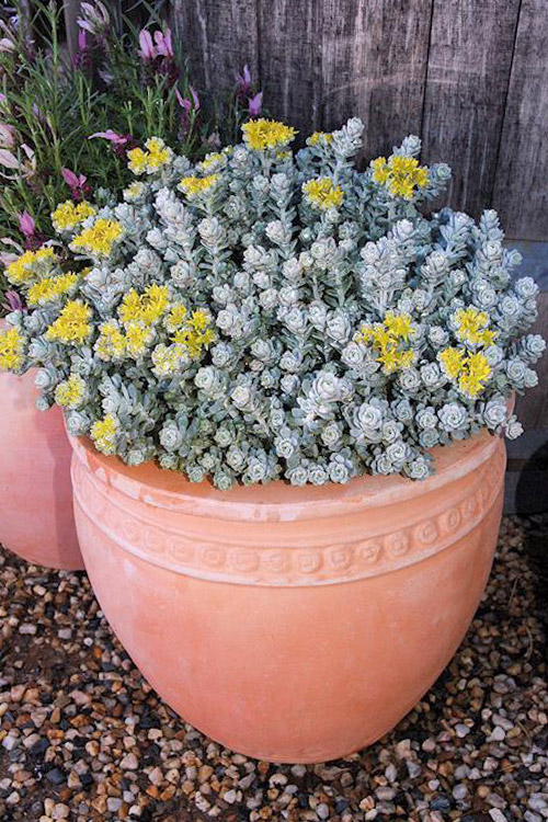 Website/Plants/2144398725/Images/s_silver_blob_gallery03.0.jpg