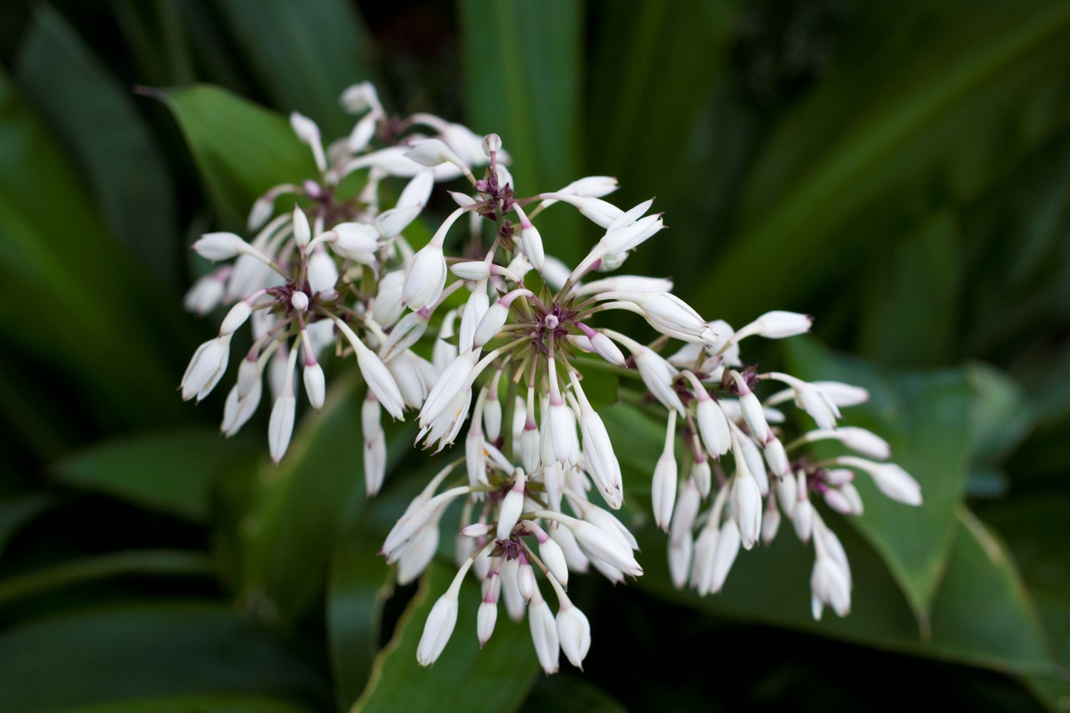 Website/Plants/2144398736/Images/Gallery/a_tepuna_04.0.jpg
