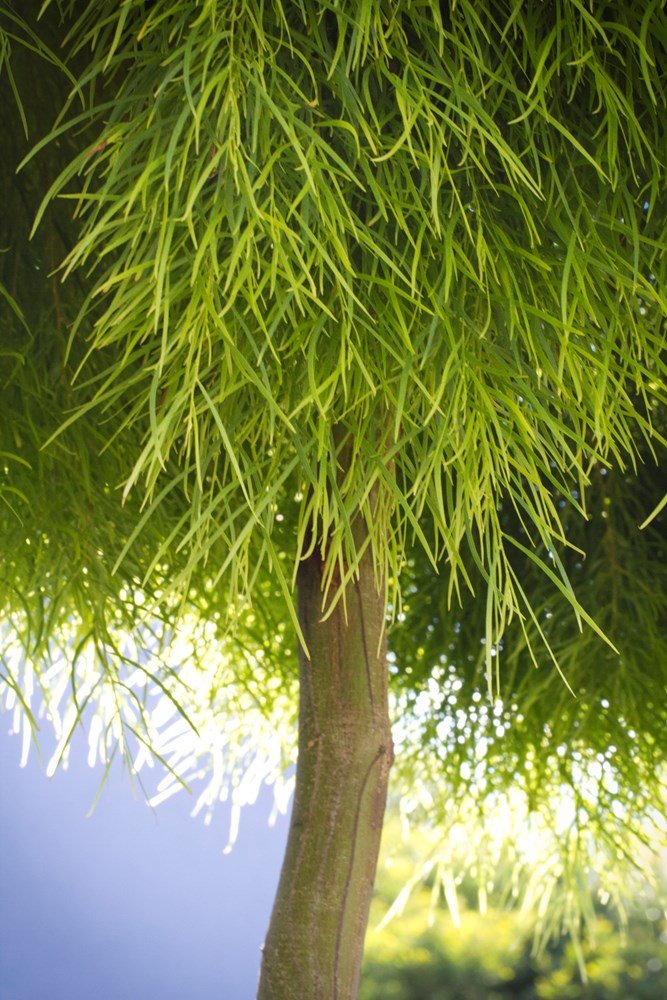 Website/Plants/2144398749/Images/Gallery/a_limelightstd_02.0.jpg