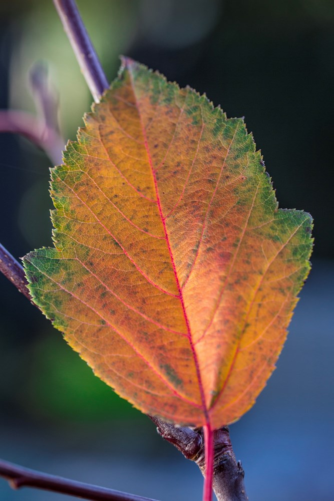 Website/Plants/2144398769/Images/Gallery/M.Wychwood Ruby - Autumn ...