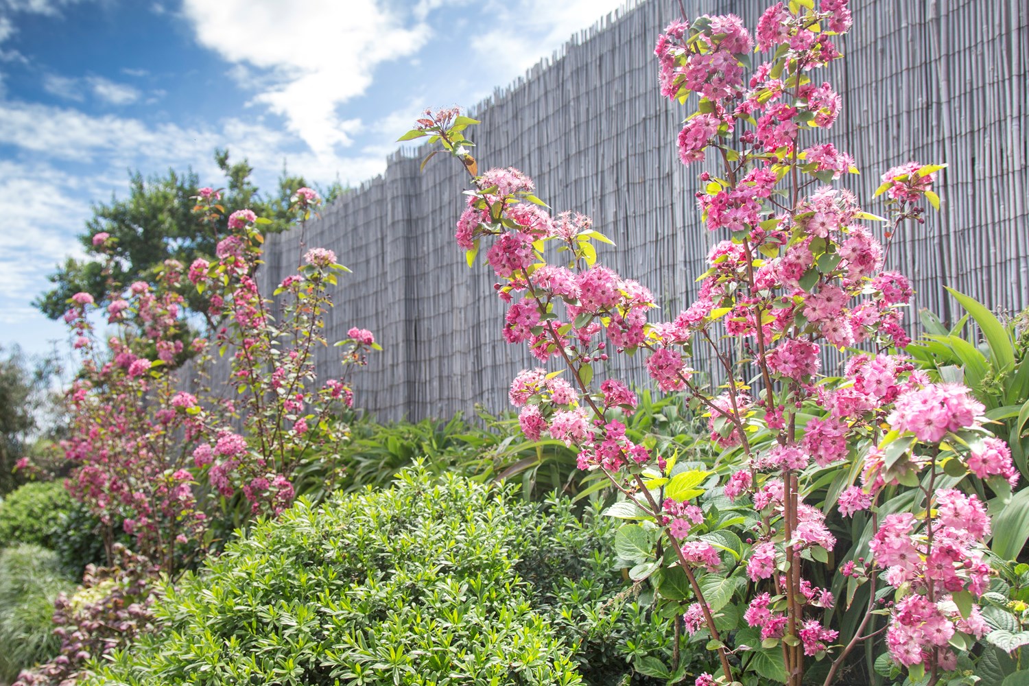 Website/Plants/2144398769/Images/Gallery/M.Wychwood ruby-PMA trial ...