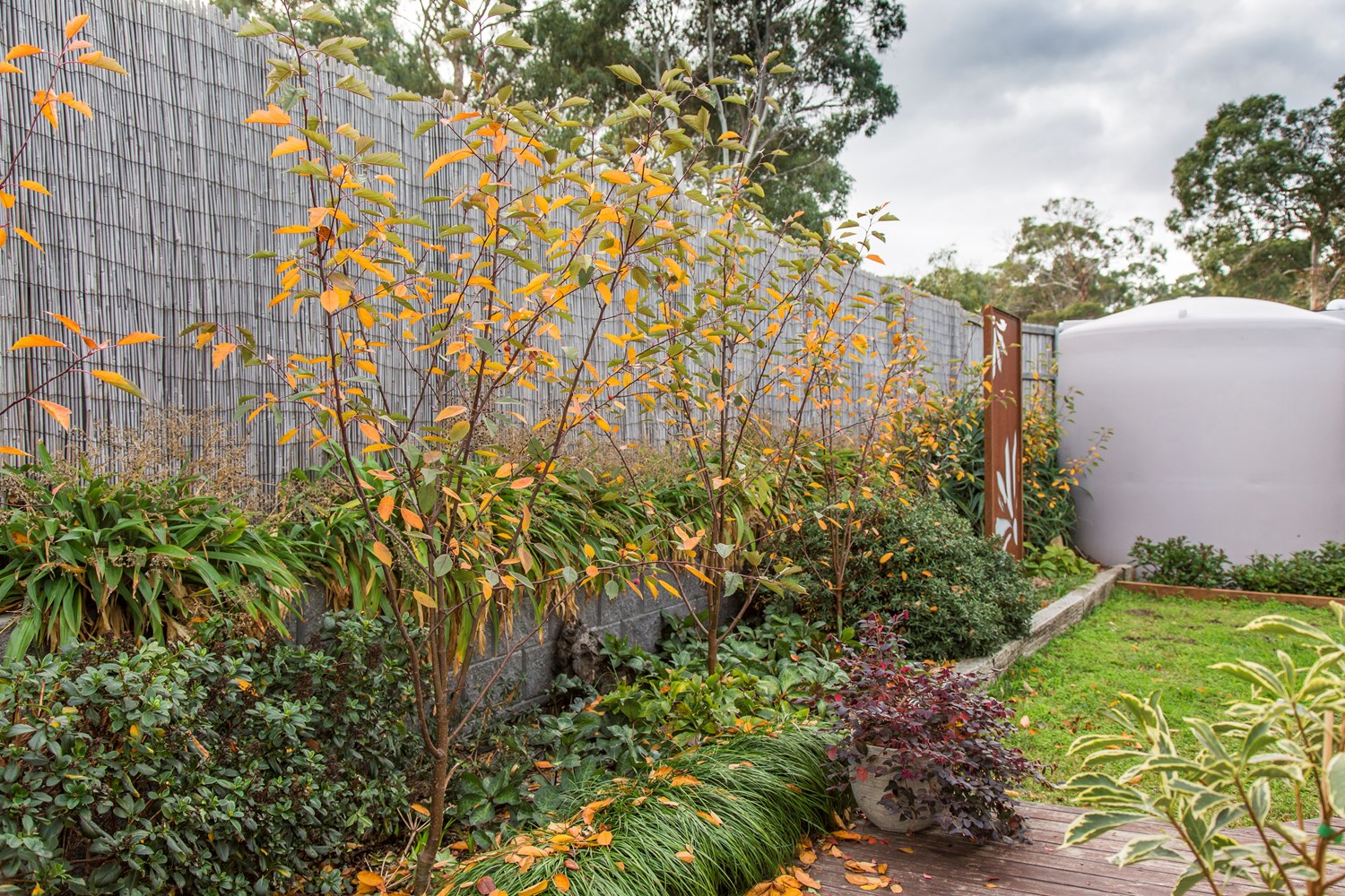 Website/Plants/2144398769/Images/Gallery/M.Wychwood Ruby - Autumn ...