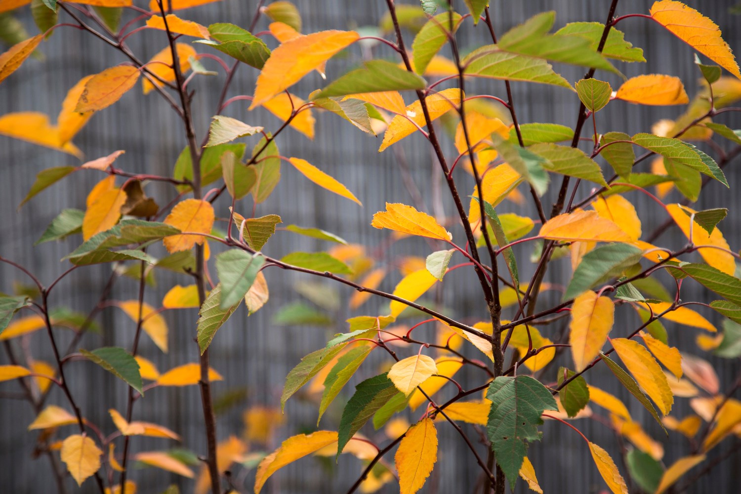 Website/Plants/2144398769/Images/Gallery/M.Wychwood Ruby - Autumn ...