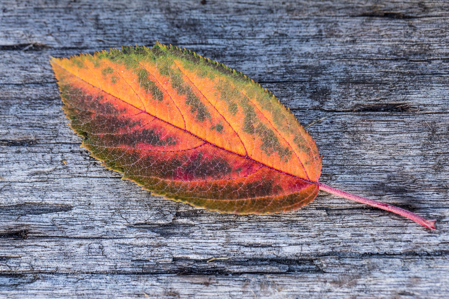 Website/Plants/2144398769/Images/Gallery/M.Wychwood Ruby - Autumn ...
