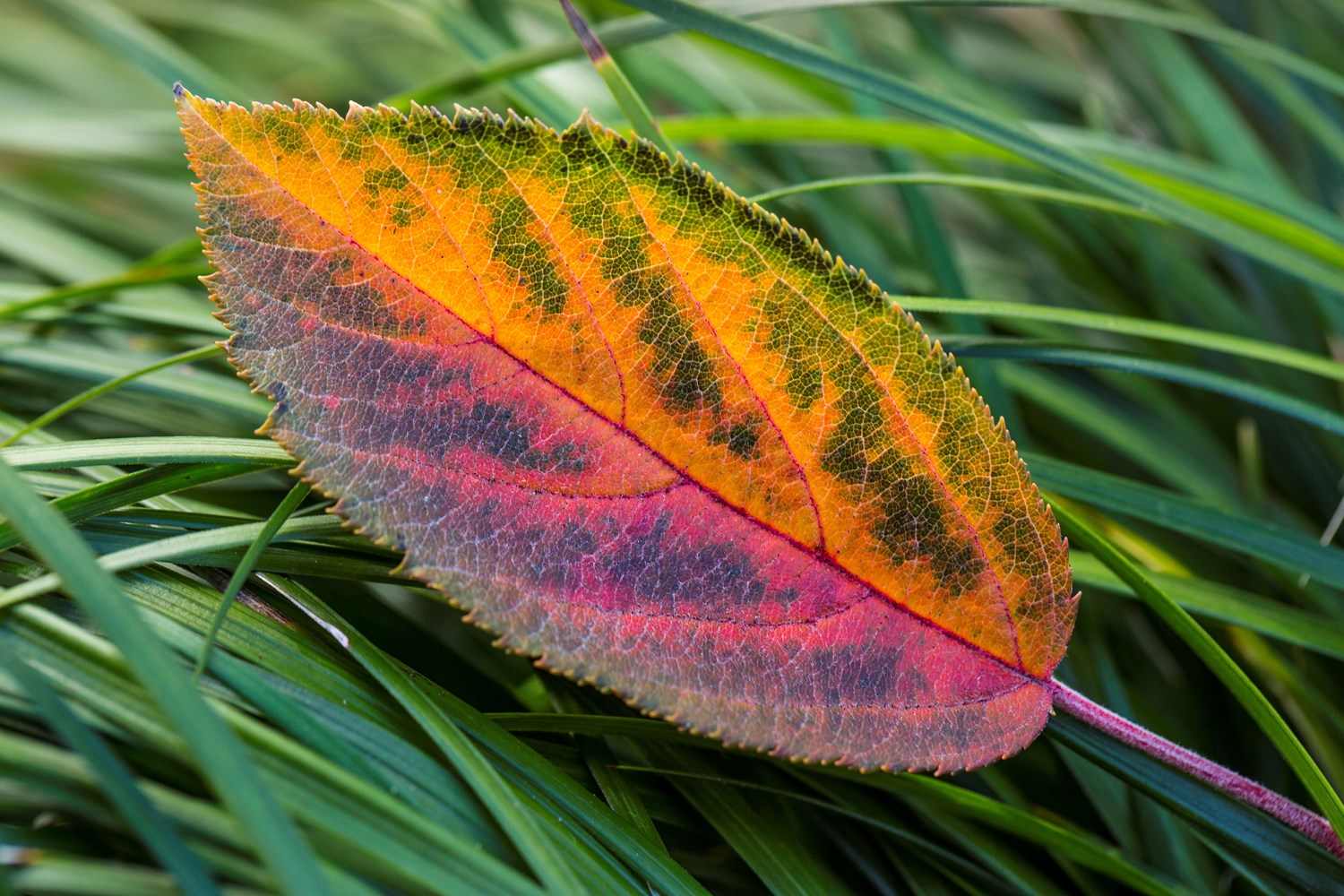 Website/Plants/2144398769/Images/Gallery/M.Wychwood Ruby - Autumn ...