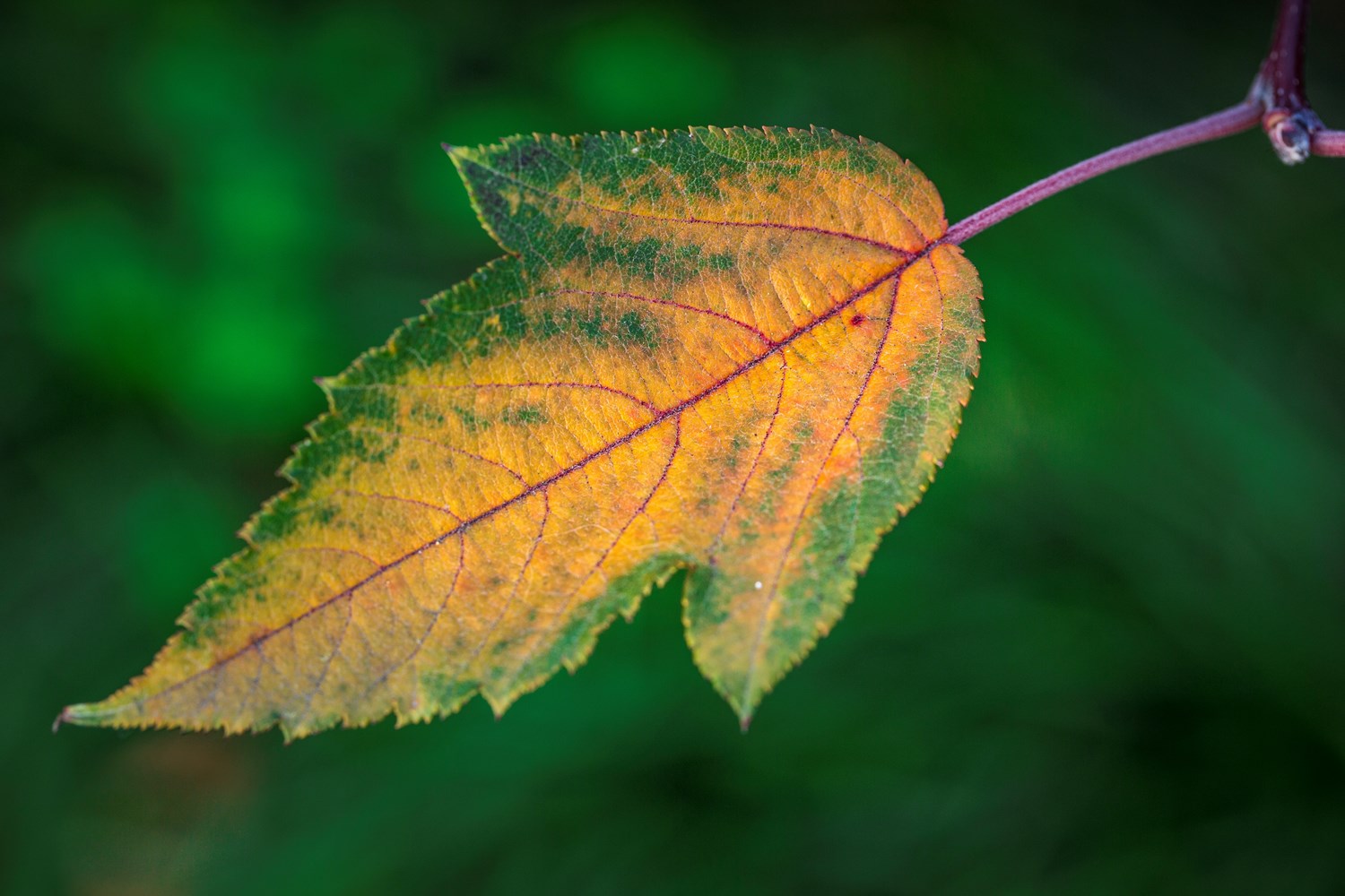 Website/Plants/2144398769/Images/Gallery/M.Wychwood Ruby - Autumn ...
