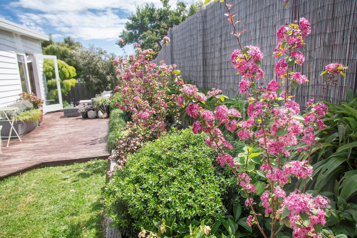 Website/Plants/2144398769/Images/Gallery/M.Wychwood ruby-PMA trial ...