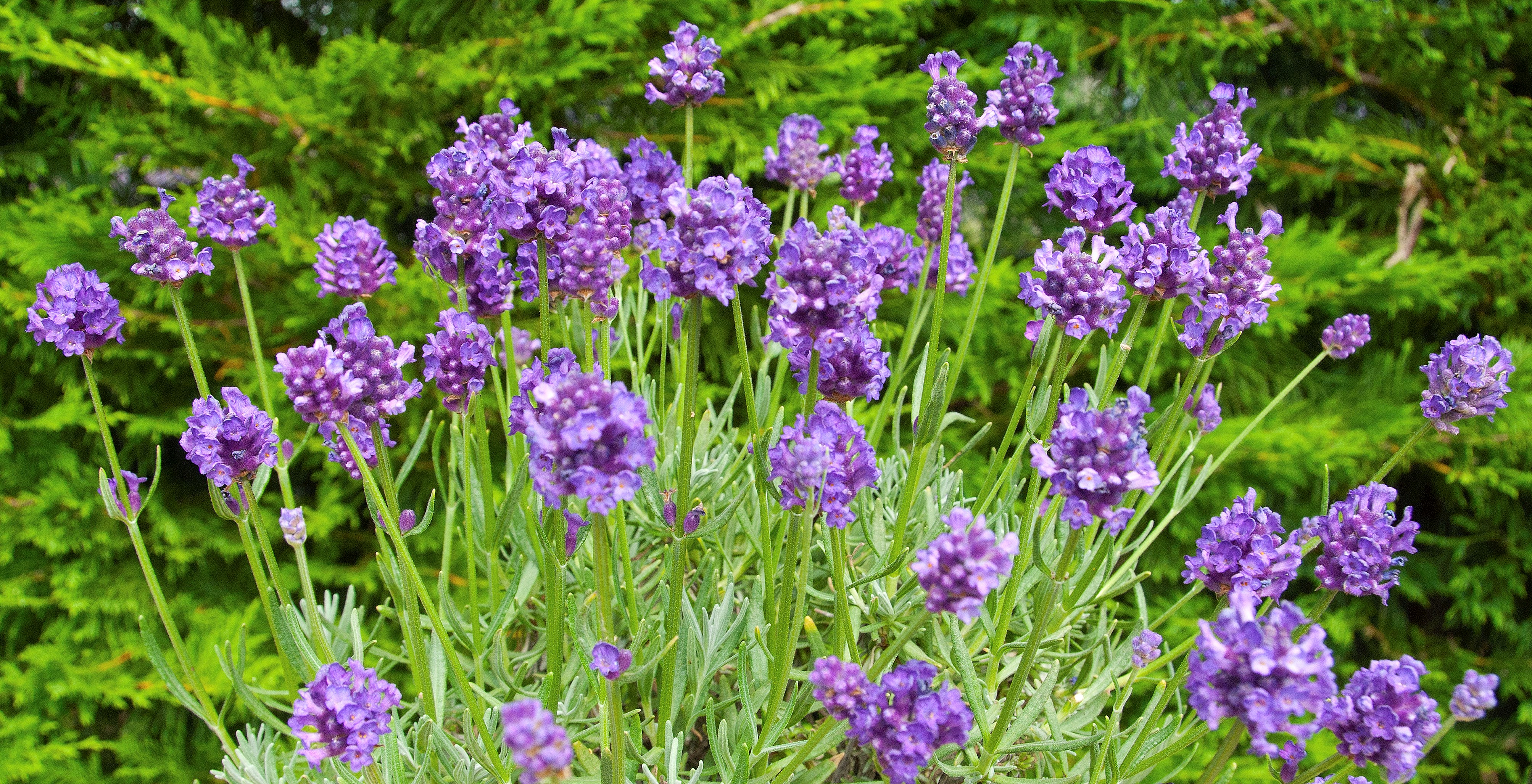 Website/Plants/2144398780/Images/Gallery/Pop 1.0.jpg