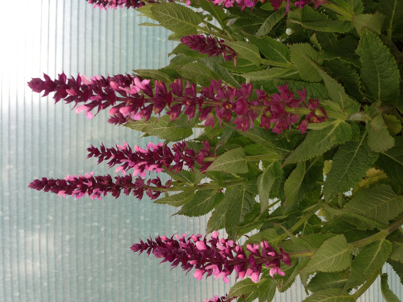 Website/Plants/2144398789/Images/Gallery/s_ib_spink_01.0.JPG