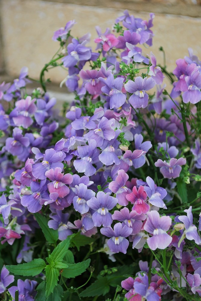 Website/Plants/2144398819/Images/Gallery/n_lilacberry_01.0.jpg
