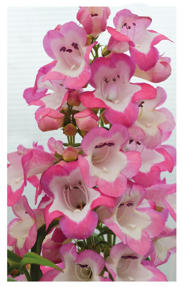 Website/Plants/2144398841/Images/Gallery/p_belltower_pink.0.jpg