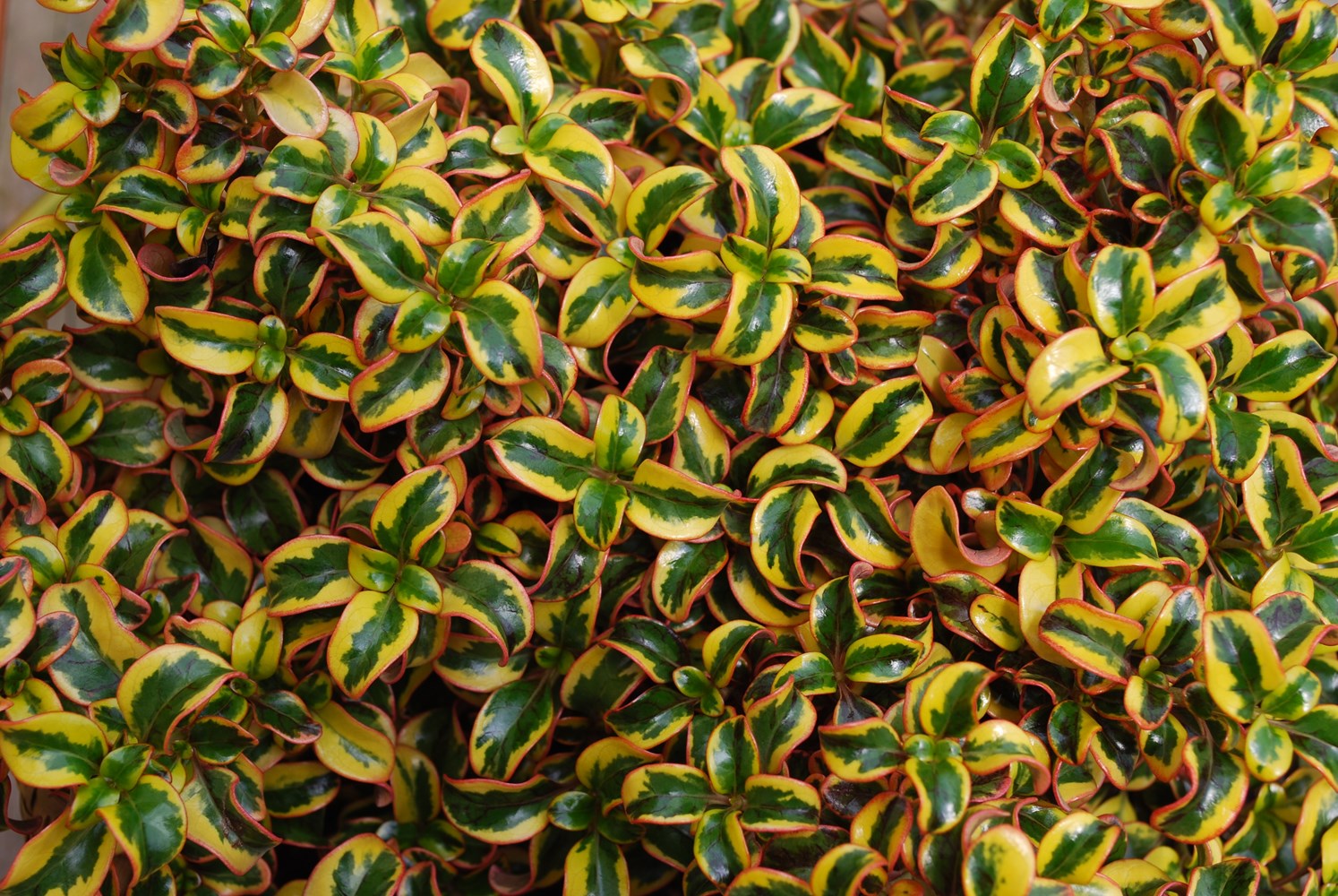 Golden Star Plant Gold Star Gardenia