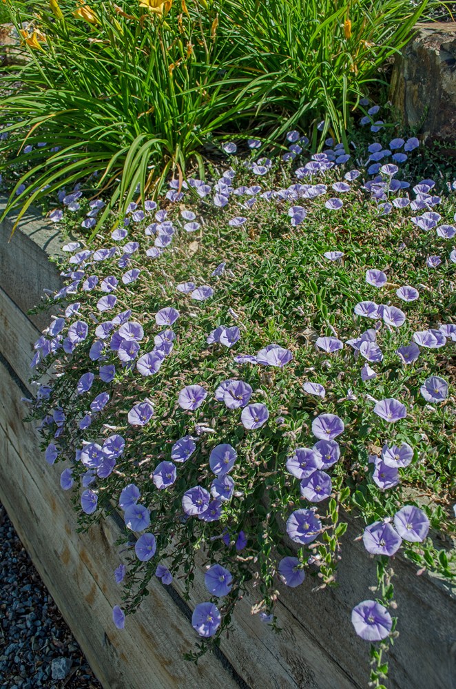 Website/Plants/2144398854/Images/Gallery/c_lilacmoon_01.0.jpg