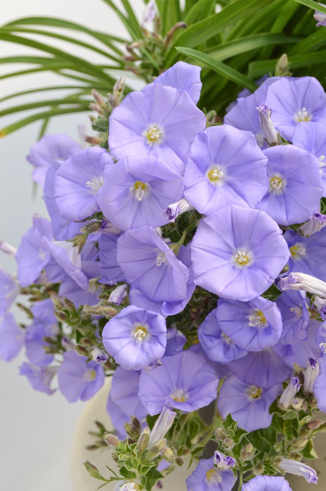 Website/Plants/2144398854/Images/Gallery/c_lilacmoon_03.0.jpg