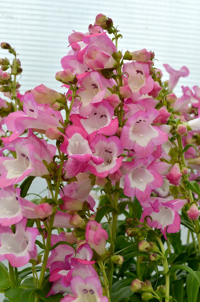 Website/Plants/2144398864/Images/Gallery/p_belltower_pink02.0.jpg