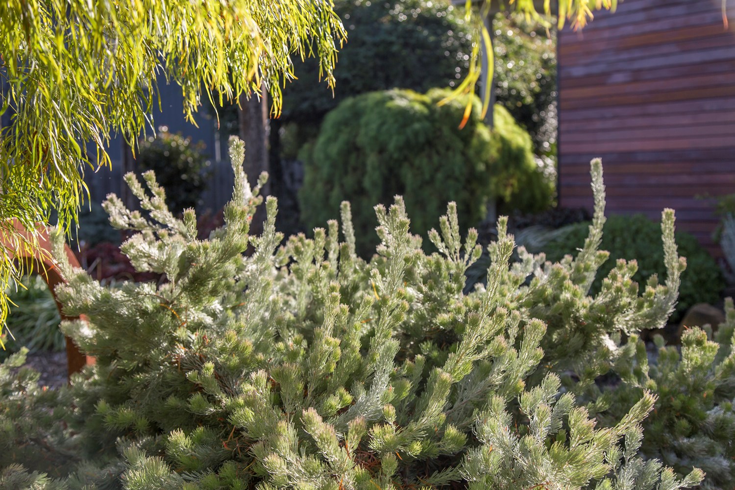 Website/Plants/2144398870/Images/Gallery/A.Silver Lining-1.0.jpg