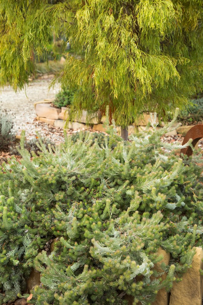 Website/Plants/2144398870/Images/Gallery/A.Silver Linning-1.0.jpg