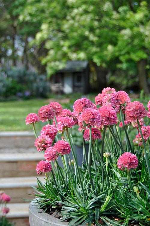 Website/Plants/2144398879/Images/D-Dreamland-PMNZ.0.jpg