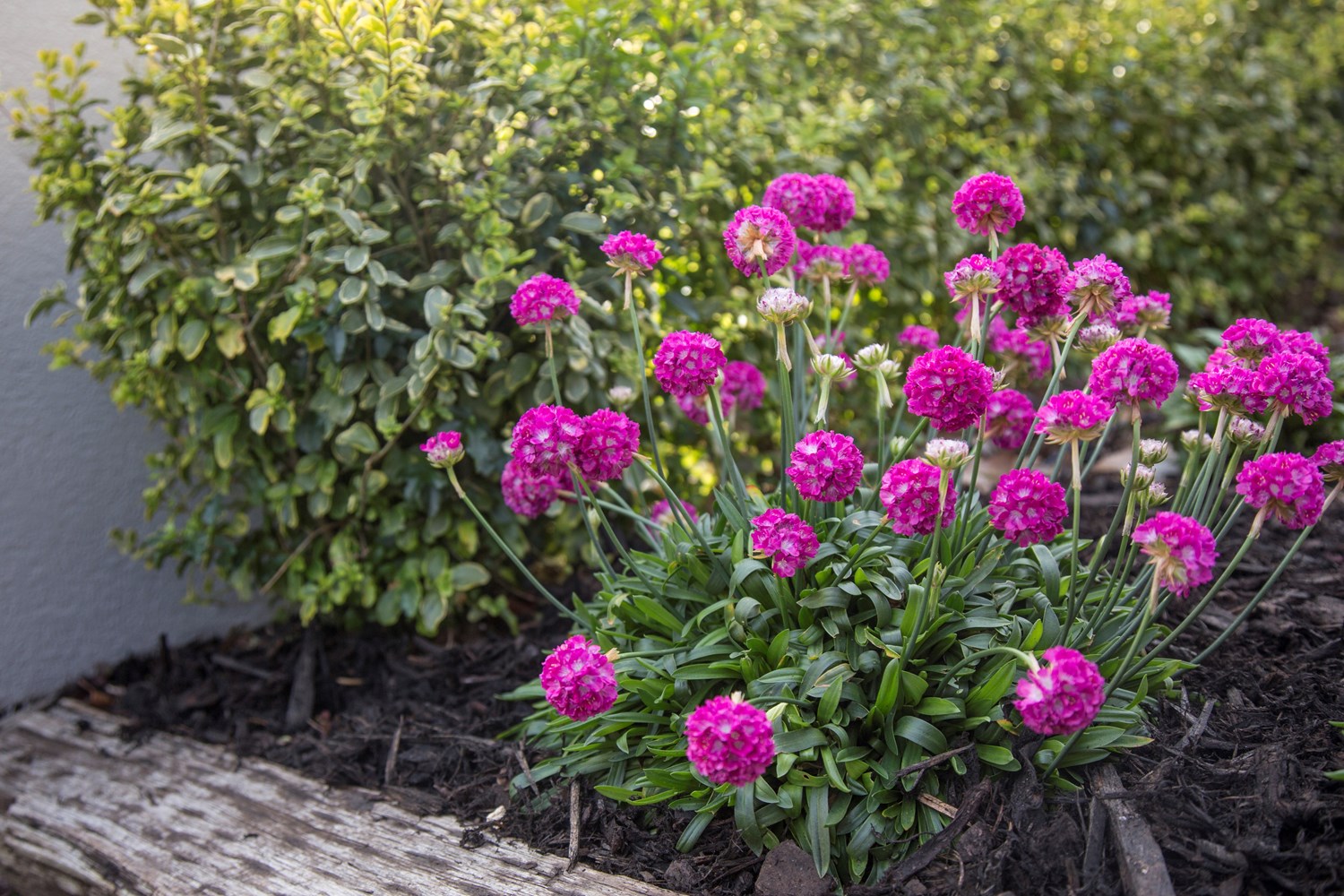 Website/Plants/2144398880/Images/Gallery/Dreameria_DreamWeaver.0.jpg