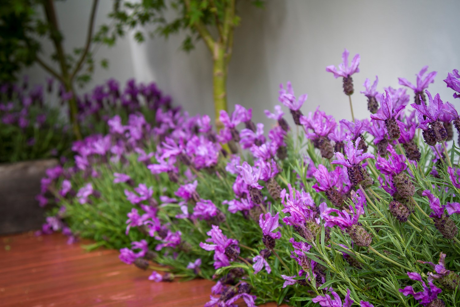 Website/Plants/2144398914/Images/Gallery/l_lacecollection_02.0.jpg