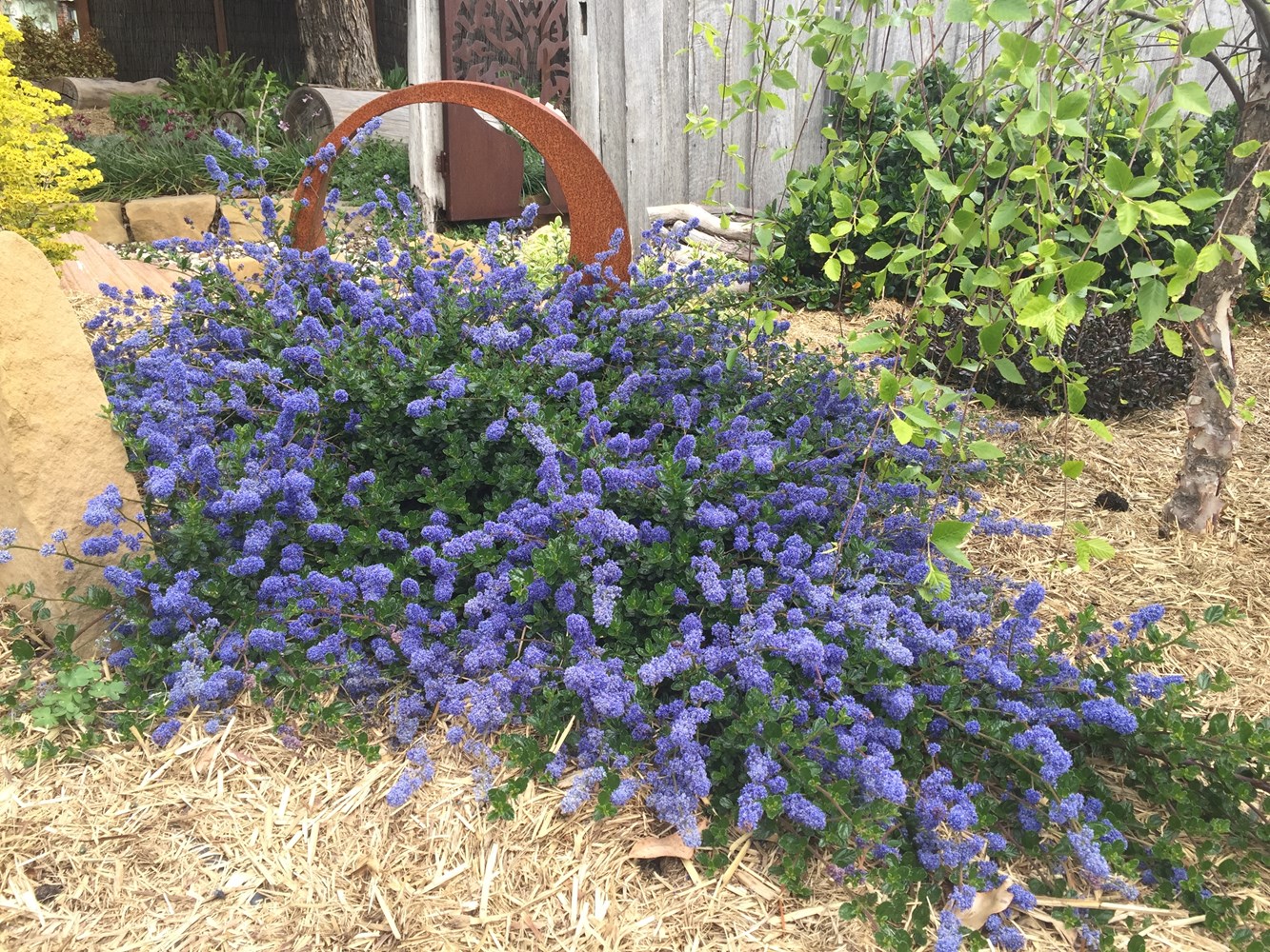 Website/Plants/2144398961/Images/Gallery/C. Pacific Wave 1.0.JPG