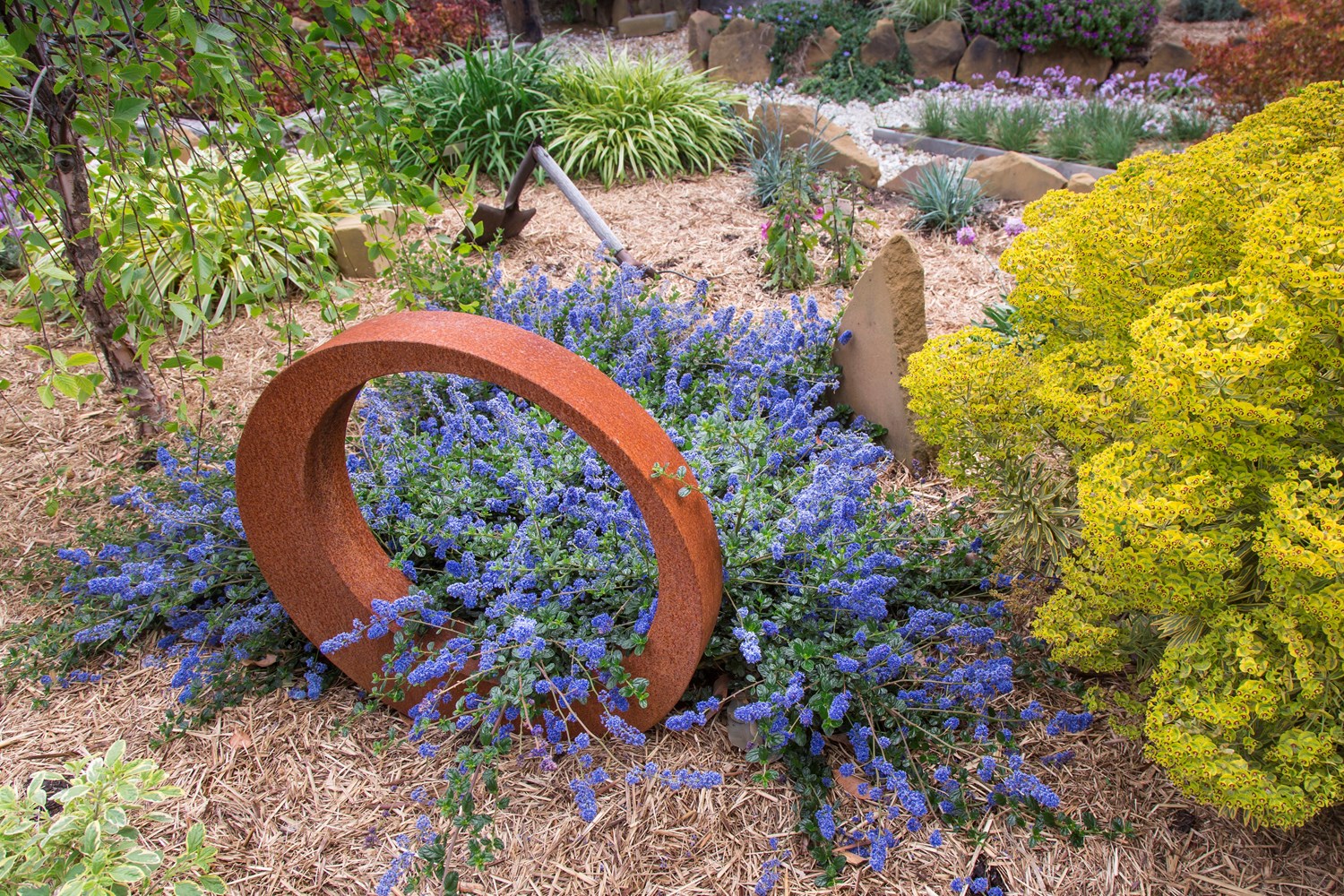 Website/Plants/2144398961/Images/Gallery/C.Pacific wave-3-3.0.jpg