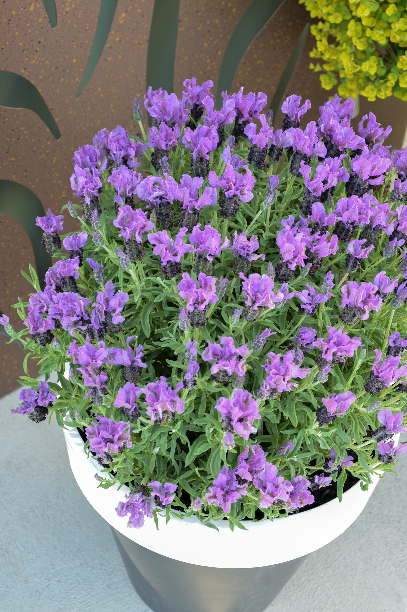 Website/Plants/2144398997/Images/Gallery/l purple r sel 2_0091.0.jpg