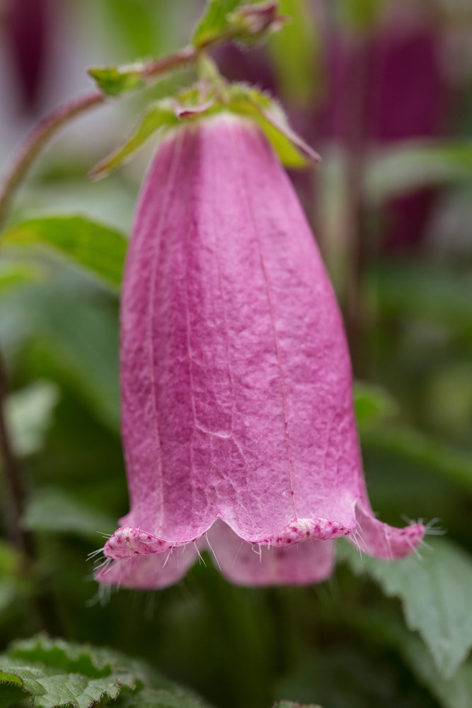 Website/Plants/2144398999/Images/Gallery/c_ringsabell_mulberry_rose_01 ...