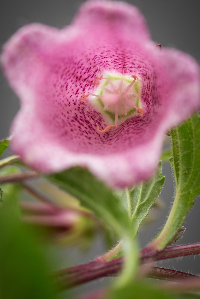 Website/Plants/2144398999/Images/Gallery/c_ringsabell_mulberry_rose_02 ...