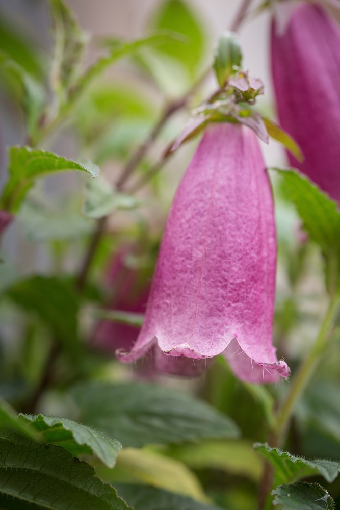 Website/Plants/2144398999/Images/Gallery/c_ringsabell_mulberry_rose_03 ...