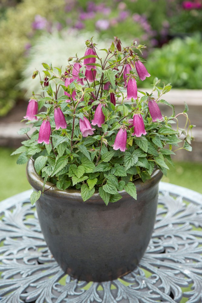 Website/Plants/2144398999/Images/Gallery/c_ringsabell_mulberry_rose_05 ...