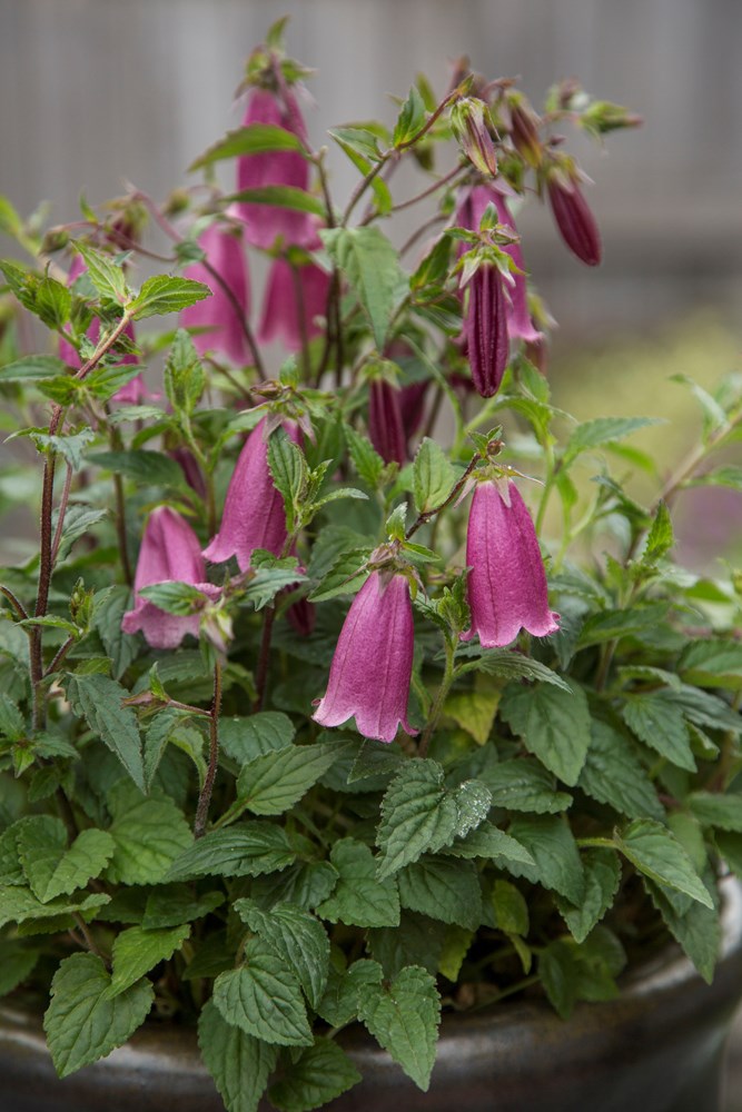 Website/Plants/2144398999/Images/Gallery/c_ringsabell_mulberry_rose_06 ...