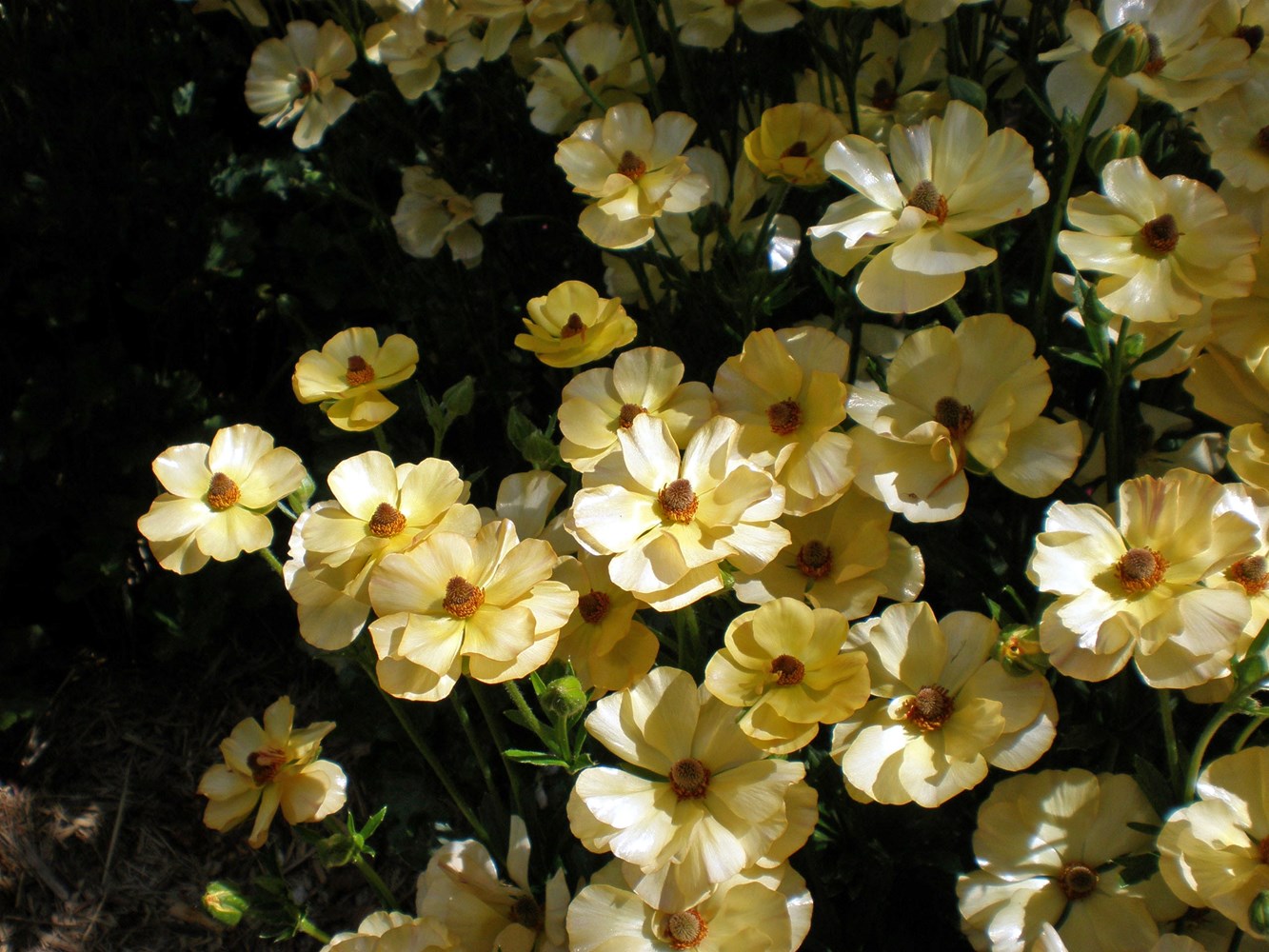 Website/Plants/2144399024/Images/Gallery/r_caramel_01.0.jpg