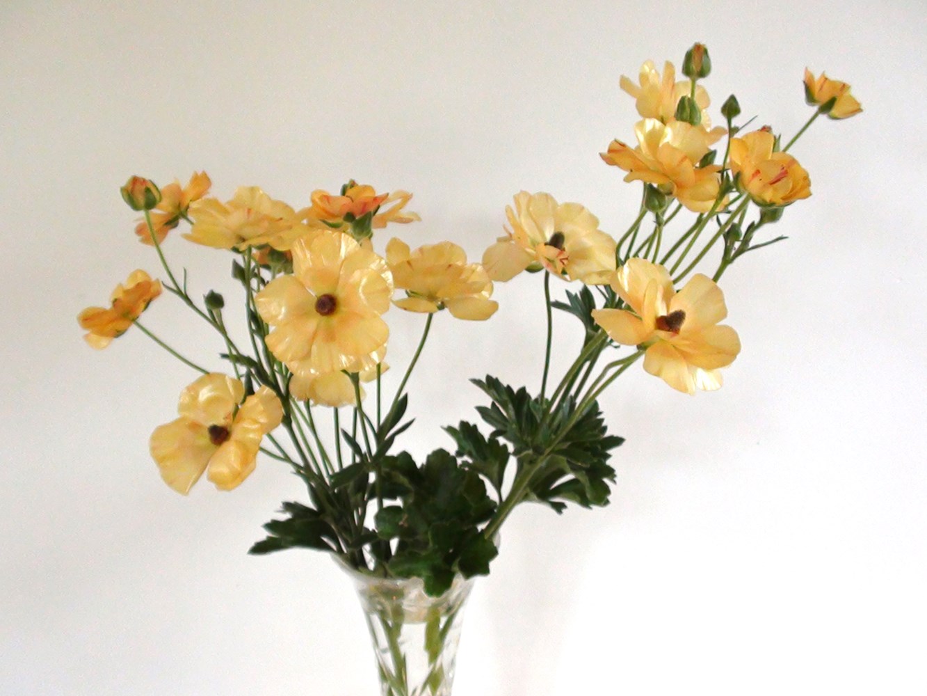 Website/Plants/2144399024/Images/Gallery/r_caramel_03.0.jpg