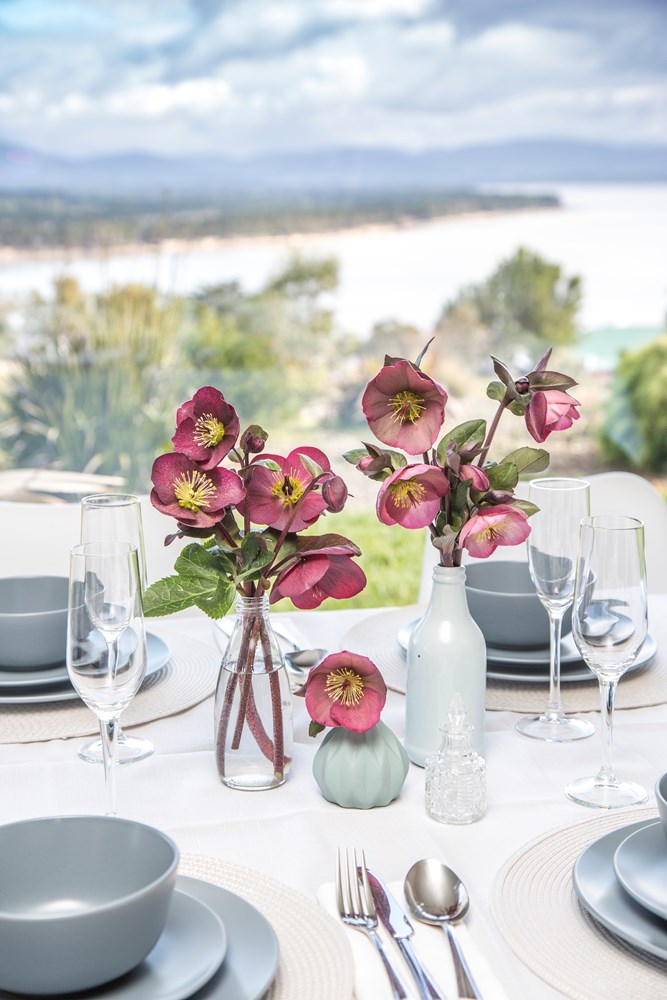 Website/Plants/2144399071/Images/Gallery/H.Ruby Daydream_H.Pennys pink6 ...