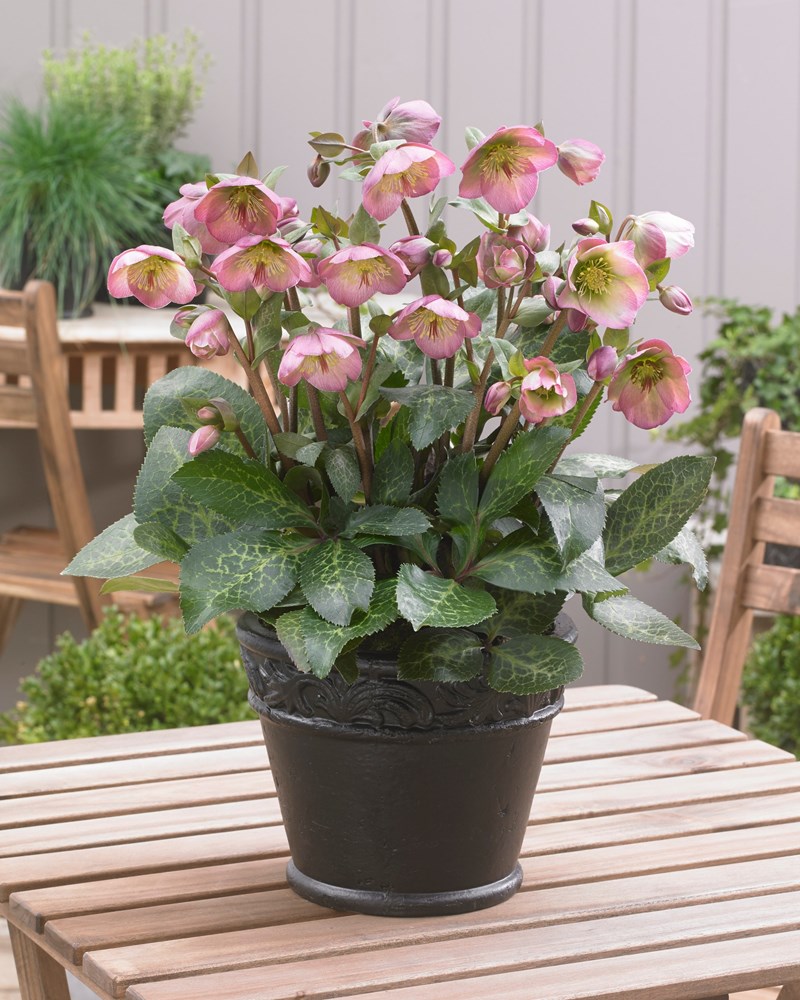Website/Plants/2144399073/Images/Gallery/h_hannahs_blush_01.0.jpg