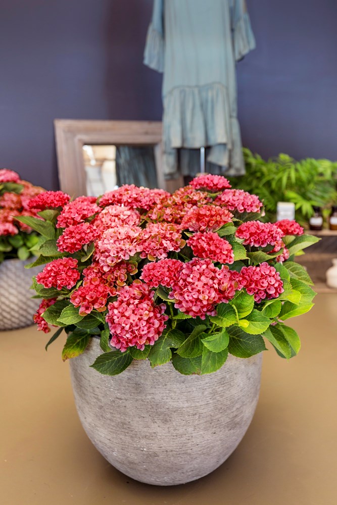 Website/Plants/2144399105/Images/Gallery/H.Magical-Revolution-87 (Red ...