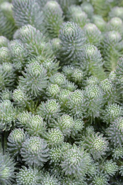 Website/Plants/2144399188/Images/s_grey_blob_gallery.0.jpg