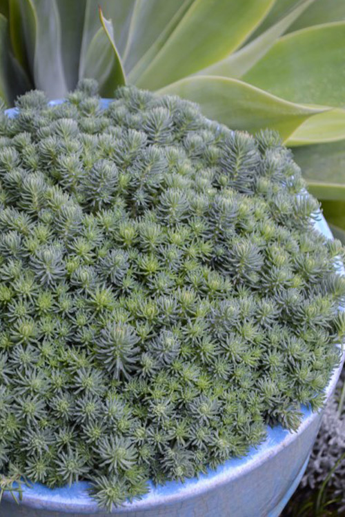 Website/Plants/2144399188/Images/s_grey_blob_gallery1.0.jpg