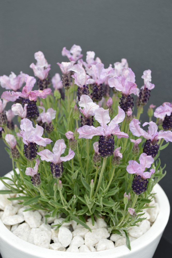 Website/Plants/2144399230/Images/Gallery/Lavender Pinkberry Ruffles (11 ...